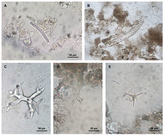 Sponge Spicules in Sediments: A Proxy for Past and Present Sponge Fauna ...