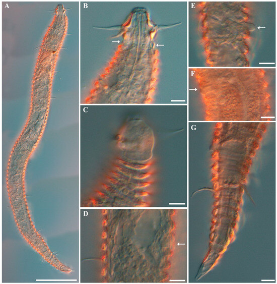Taxonomic Study of Free-Living Marine Nematodes in the Subgenus Tricoma ...