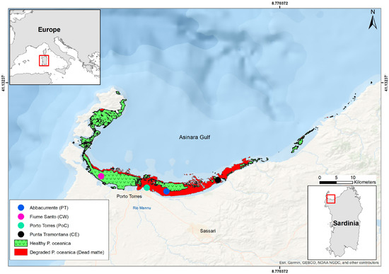 Restoration of Posidonia oceanica Meadow Using Cuttings from an Area ...