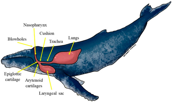 Study of Non-Linearities in Humpback Whale Song Units