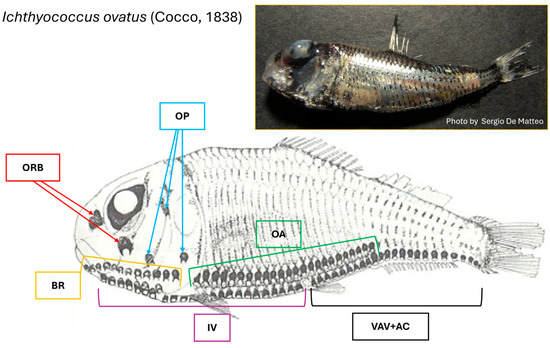 Morphological and Immunohistochemical Study of Ventral Photophores of ...