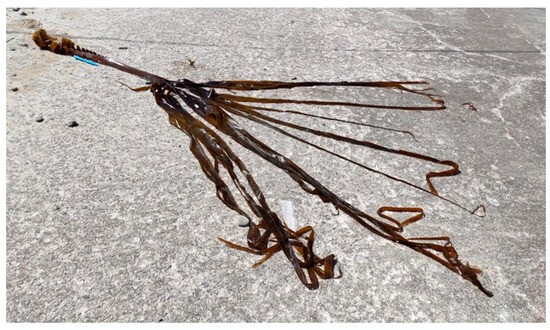 From Form to Function: The Anatomy, Ecology, and Biotechnological Promise of the False-Kelp ...