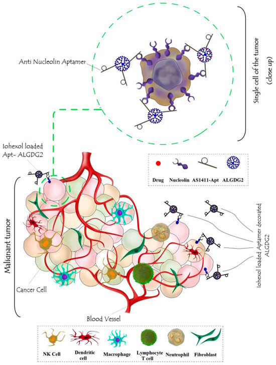 Conjugate Nanoparticles in Cancer Theranostics