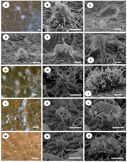 Phylogenetic Analysis of the Synnema-Producing Genus Synnemapestaloides