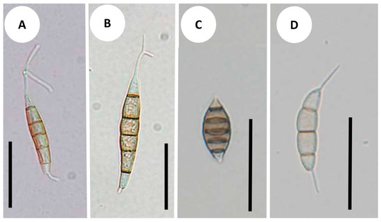 Phylogenetic Analysis of the Synnema-Producing Genus Synnemapestaloides
