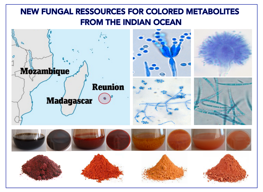 JoF | Free Full-Text | Biodiversity of Pigmented Fungi Isolated from ...