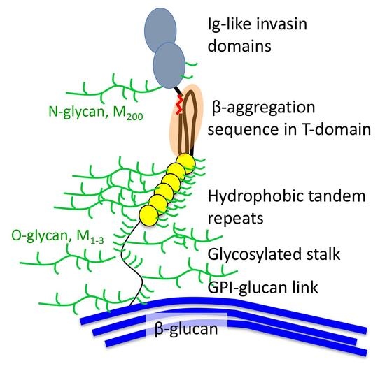 JoF | Free Full-Text | What We Do Not Know about Fungal Cell Adhesion ...