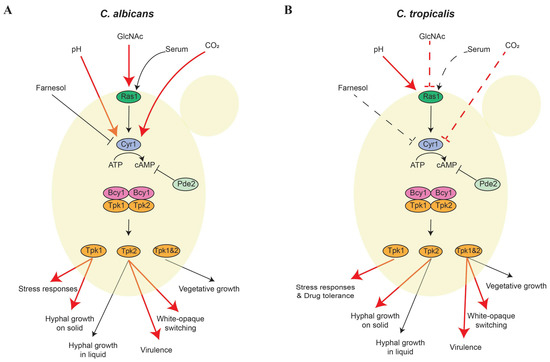 Conserved and Divergent Functions of the cAMP/PKA Signaling Pathway in ...
