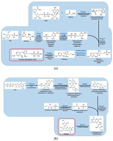 Vitamin Biosynthesis as an Antifungal Target