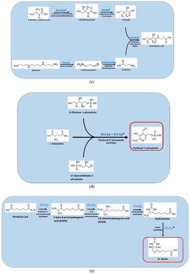 Vitamin Biosynthesis as an Antifungal Target