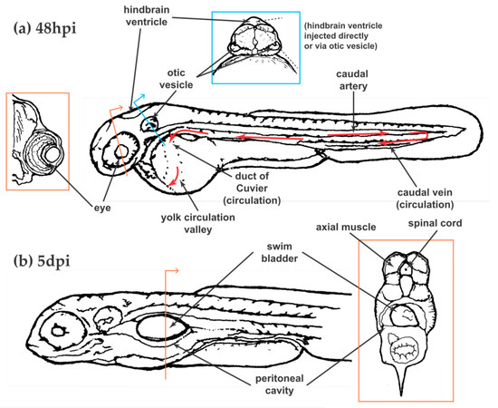The Zebrafish as a Model Host for Invasive Fungal Infections