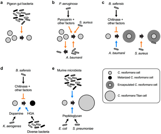 The Spectrum of Interactions between Cryptococcus neoformans and Bacteria