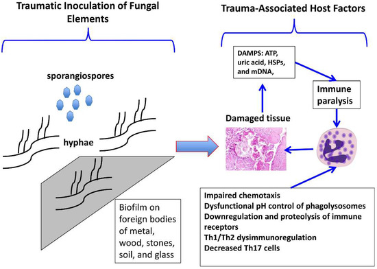 JoF | Special Issue : Mucorales and Mucormycosis