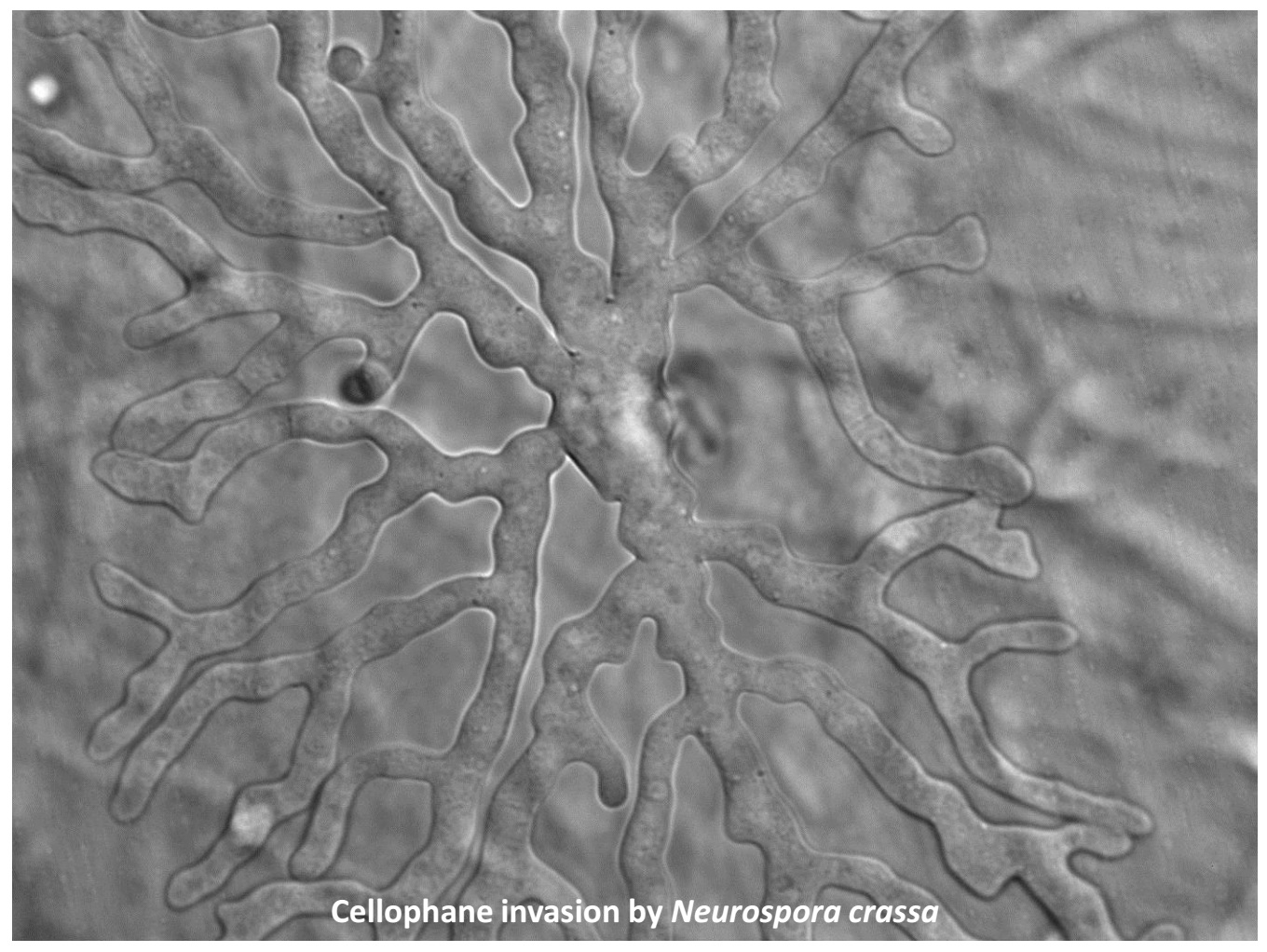 JoF | Free Full-Text | Appressorium: The Breakthrough in Dikarya