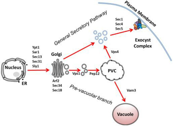 The Role of Secretory Pathways in Candida albicans Pathogenesis