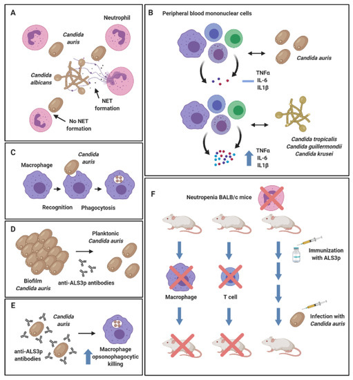 JoF | Special Issue : Pathogenesis of Candidiasis