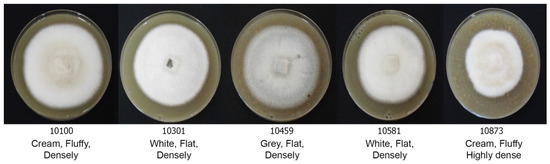 Morphological Characterization and Genetic Diversity of Rice Blast ...