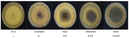Morphological Characterization and Genetic Diversity of Rice Blast ...