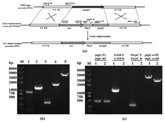 Effects of mrpigG on Development and Secondary Metabolism of Monascus ...