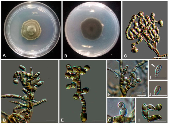 Unveiling the Hidden Diversity of Rock-Inhabiting Fungi ...