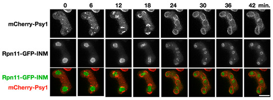 Transient Breakage of the Nucleocytoplasmic Barrier Controls Spore ...