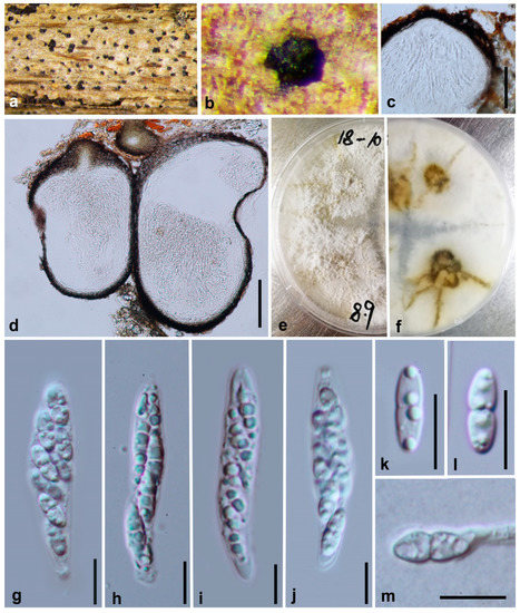 Unravelling Diaporthe Species Associated with Woody Hosts from Karst ...