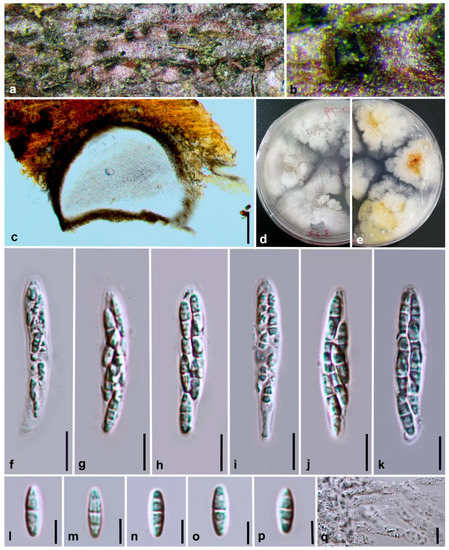 Unravelling Diaporthe Species Associated with Woody Hosts from Karst ...