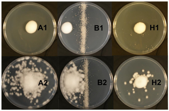 JoF | Free Full-Text | Dissemination of Isaria fumosorosea Spores by ...