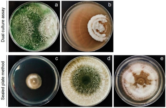 Trichoderma asperellum T76-14 Released Volatile Organic Compounds ...