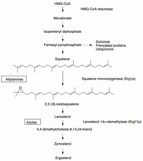 Strategies to Better Target Fungal Squalene Monooxygenase
