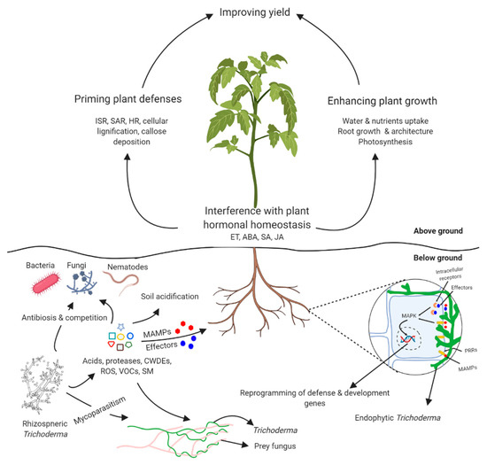 Deciphering Trichoderma–Plant–Pathogen Interactions for Better Development of Biocontrol ...