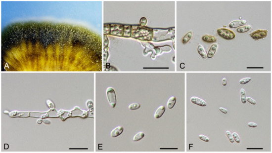 Identification and Characterization of Leaf-Inhabiting Fungi from ...