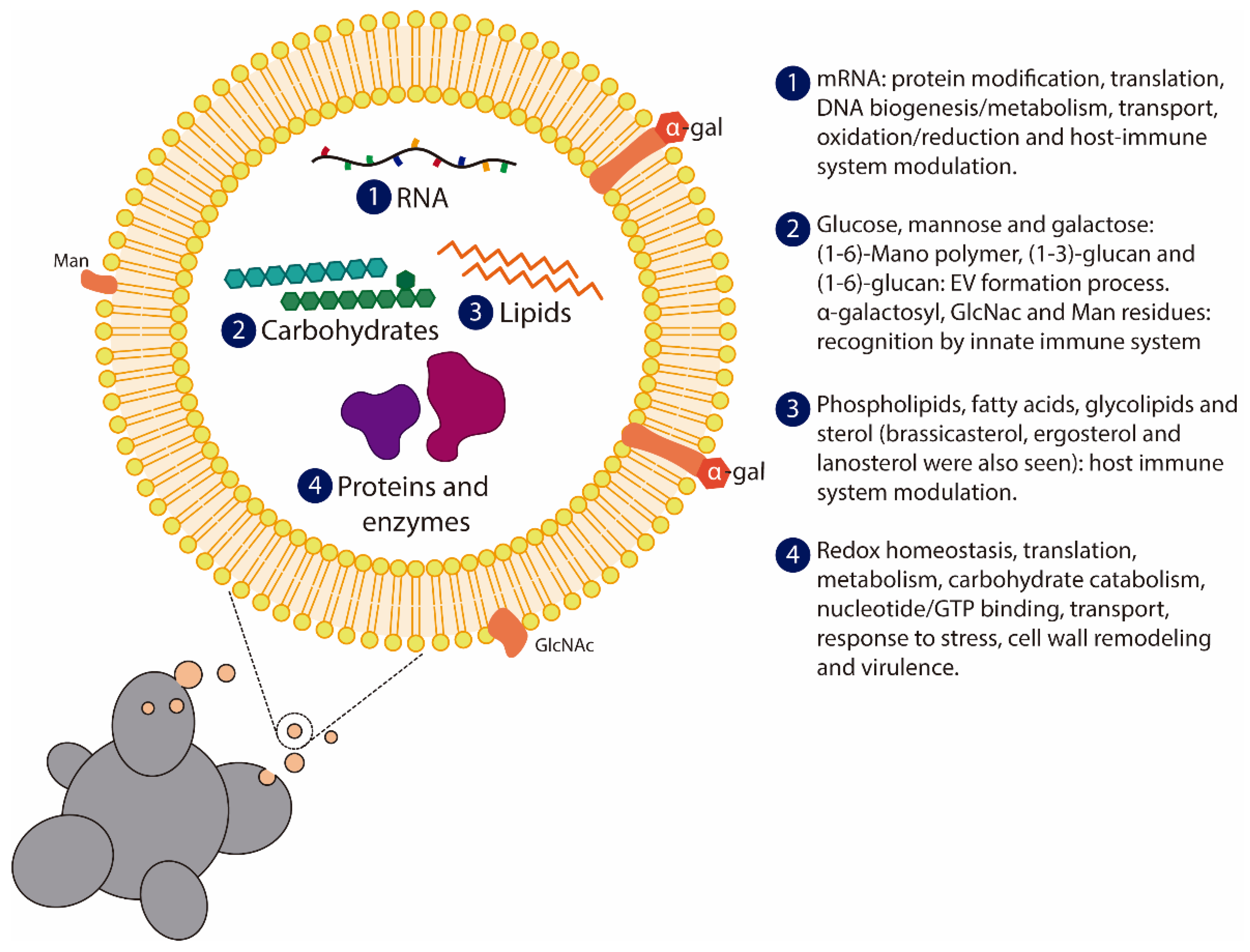 Updates in Paracoccidioides Biology and Genetic Advances in Fungus ...