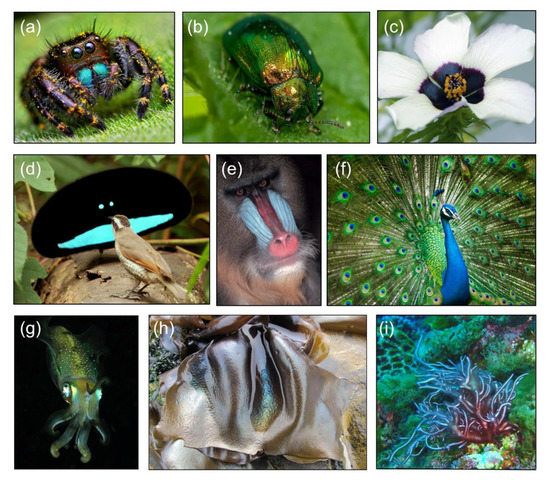 Does Structural Color Exist in True Fungi?