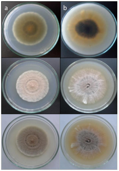Scedosporium spp. from Clinical Setting in Argentina, with the Proposal ...