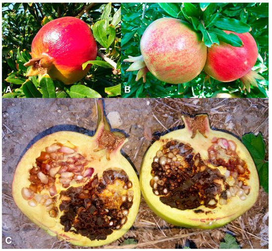 Characterization of Alternaria Species Associated with Heart Rot of ...