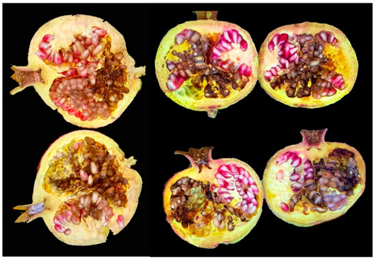 Characterization of Alternaria Species Associated with Heart Rot of ...