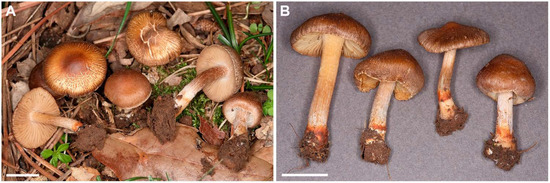 Inocybe brijunica sp. nov., a New Ectomycorrhizal Fungus from ...