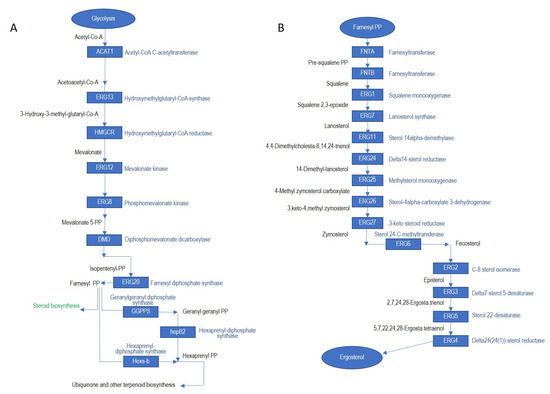 Characterization of the Ergosterol Biosynthesis Pathway in ...