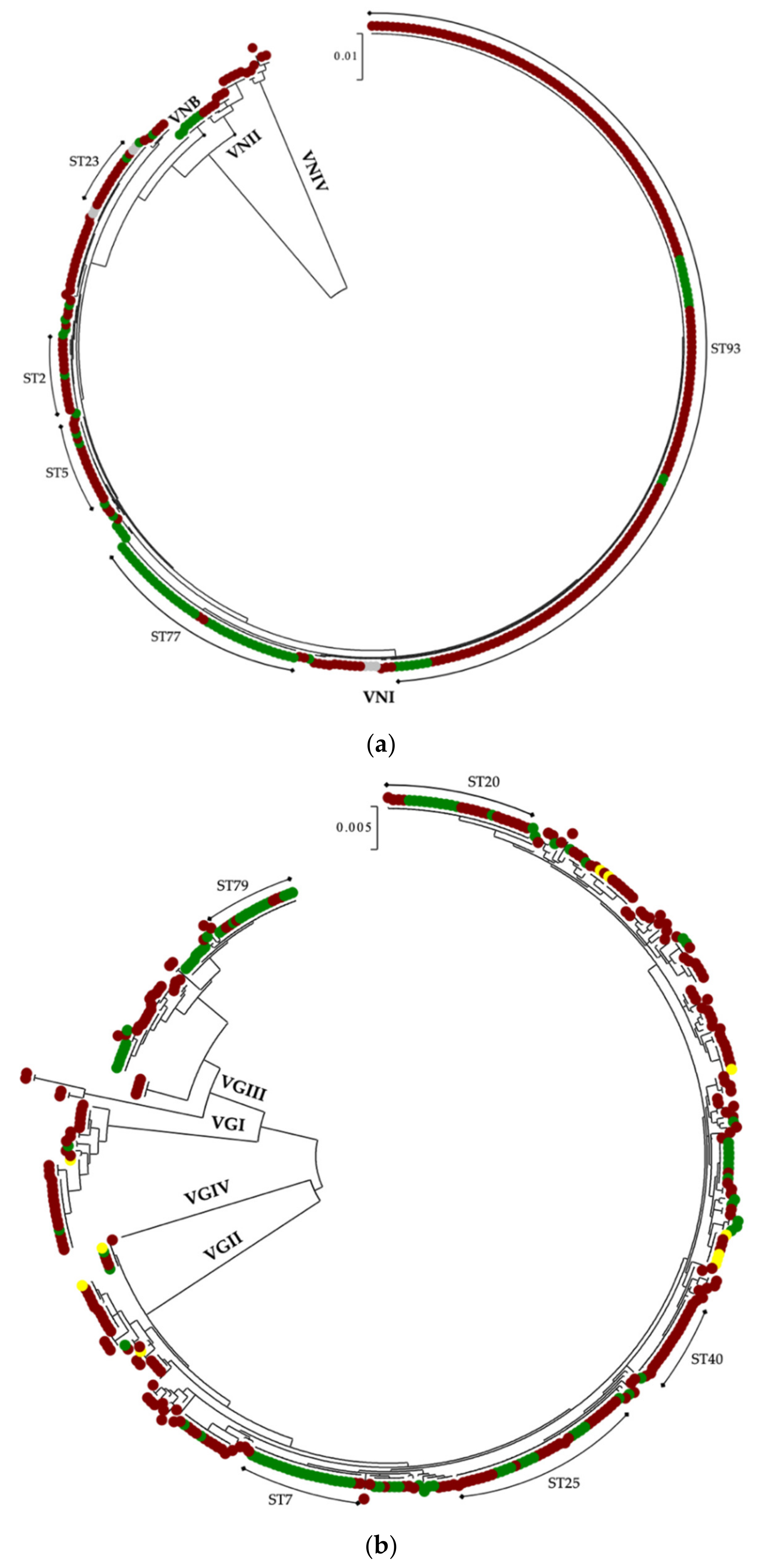 Cryptococcus neoformans and Cryptococcus gattii Species Complexes in ...