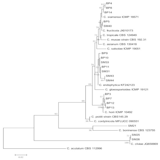 Molecular Phylogeny of Endophytic Fungi from Rattan (Calamus castaneus ...