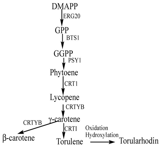 Genome Sequence Analysis of the Oleaginous Yeast, Rhodotorula diobovata ...