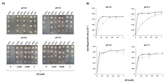 The Potassium Transporter Hak1 in Candida Albicans, Regulation and ...