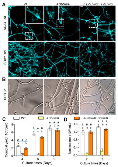 Transcription Activator Swi6 Interacts with Mbp1 in MluI Cell Cycle Box ...