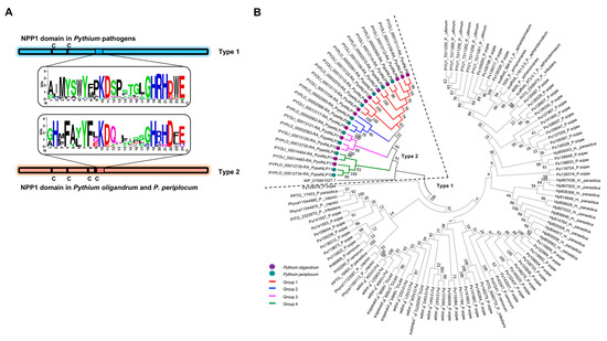 JoF | Free Full-Text | Type 2 Nep1-Like Proteins from the Biocontrol Oomycete Pythium oligandrum ...