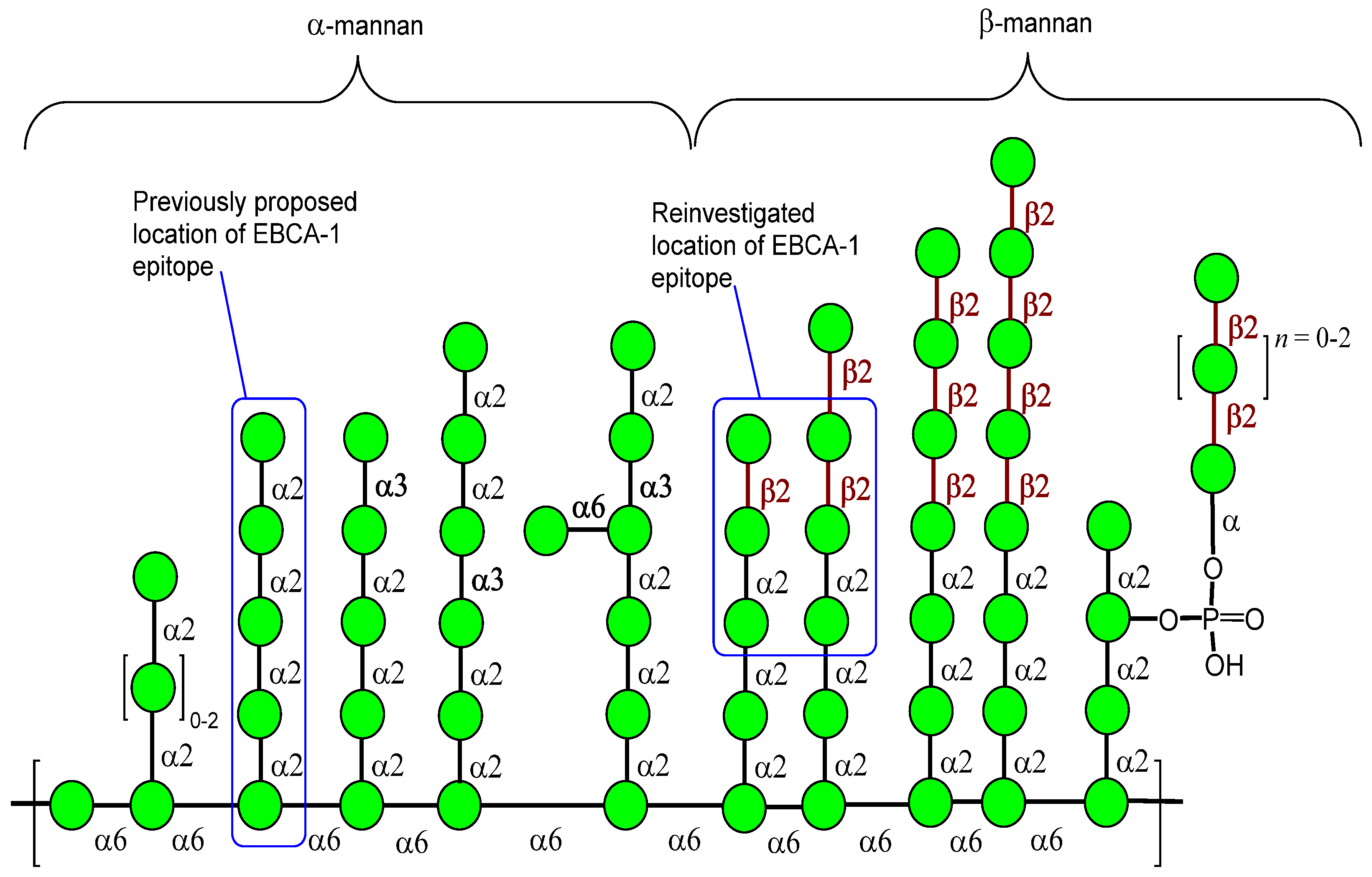 Reinvestigation of Carbohydrate Specificity of EBCA-1 Monoclonal ...