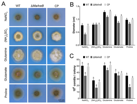 MaAreB, a GATA Transcription Factor, Is Involved in Nitrogen Source ...