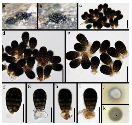 JoF | Special Issue : Diversity and Classification of Environmental Fungi