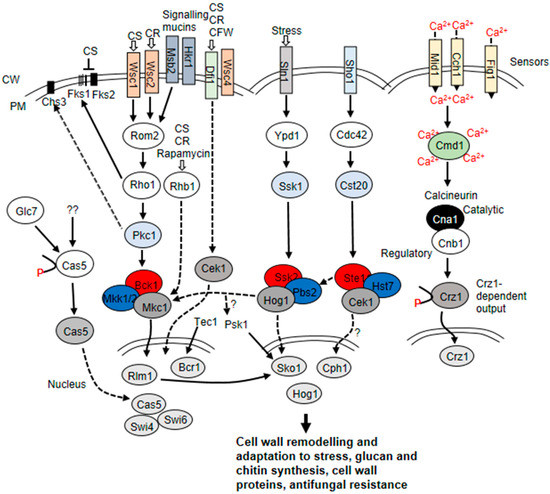 Fungal Cell Wall Proteins and Signaling Pathways Form a Cytoprotective ...