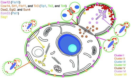 JoF | Free Full-Text | Defining Functions of Mannoproteins in ...